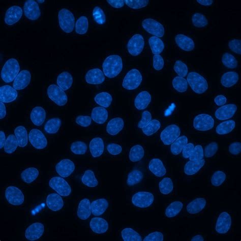 Dapi Nuclear Stain Cell Imaging And Staining Youdobio