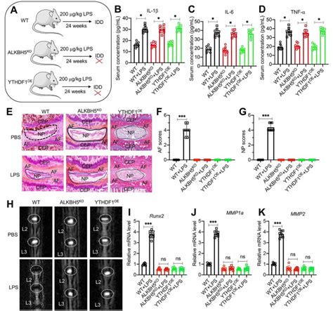 Alkbh5 Mediated M6a Demethylation Of Runx2 Mrna Promotes Extracellular