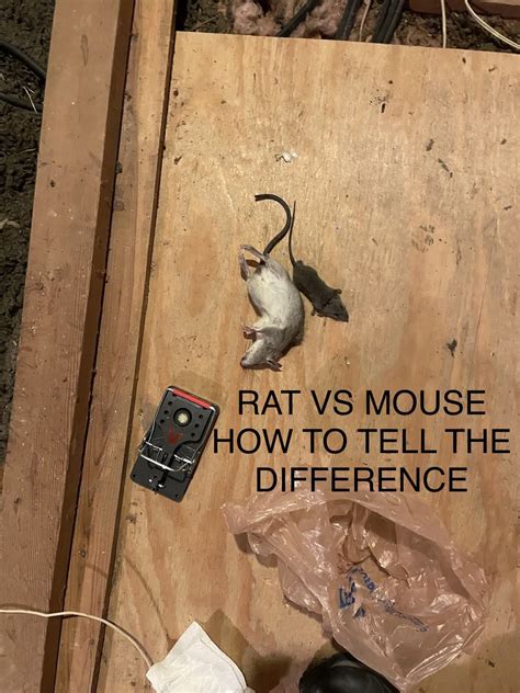 How To Tell Difference Between Rats And Mice Rat Vs Mouse Pictures