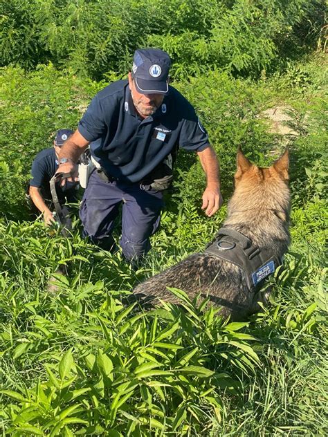 Scambi Di Cocaina Sul Canale Trovati 150 Ovuli Tra I Cespugli Il Fiuto Di Chole Non Perdona