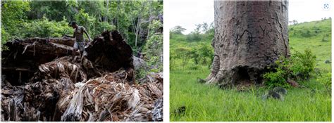 Cây Bao Báp Biểu Tượng Linh Thiêng Của Madagascar đang đối Diện Với