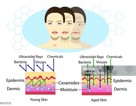 피부 얼굴 벡터 일러스트 레이 션 및 Cosmetological 그림에 대 한 다이어그램의 3 종류에 환경의 영향 다이어그램에