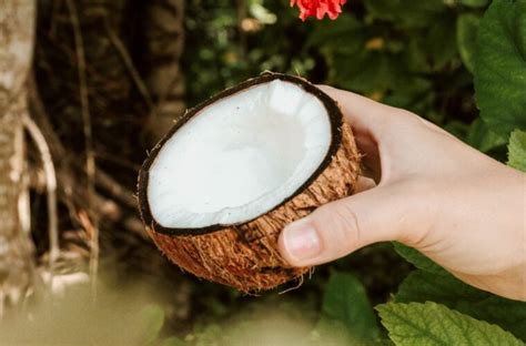 Kokosöl das Beauty Wundermittel und seine Anwendungsbereiche