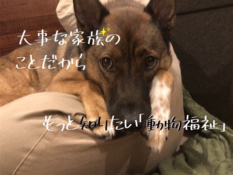 再開学びをもっとオープンにオンラインで学ぶ動物福祉学入門 いぬっセイ