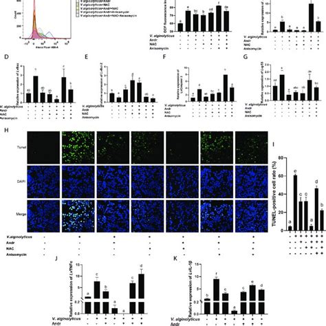 Andr Reduces V Alginolyticus Induced Apoptosis By Inhibiting Ros