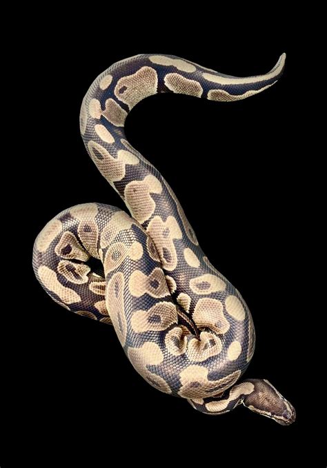 Classic Ball Python Male Five Years Old Junk Mail Marketplace