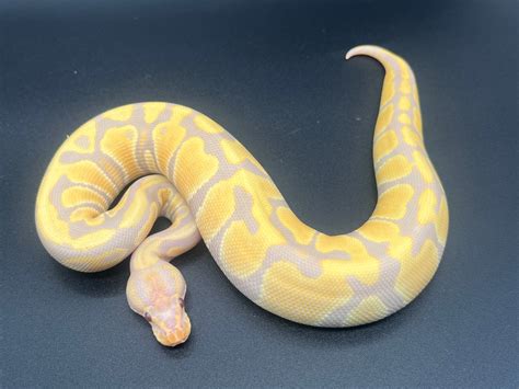 Candy Ball Python By Mike Wells Reptiles Formerly Slither Reptiles