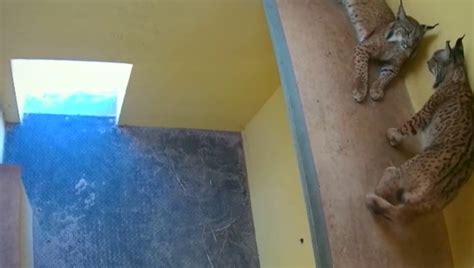 Así Fueron Evacuados Los Linces De El Acebuche Durante El Incendio De
