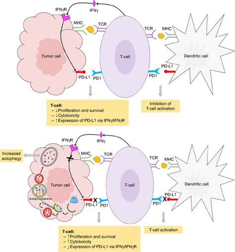 Schematic Representation Of The Interaction Of Tumor Cells With The