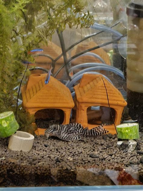 Need Help To Identify The Species And Sex R Pleco