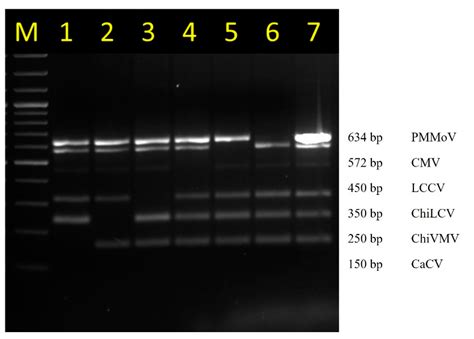 A Simplified Multiplex Pcr Assay For Simultaneous Detection Of Six Viruses Infecting Diverse