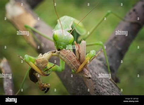 Green Praying Mantis With Prey Macro Photo Insect Hunter The Praying