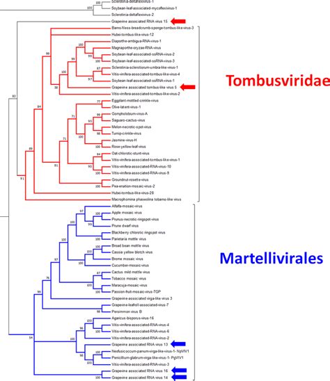 Phylogenetic Analysis Of A Selected Number Of Rdrp Sequences From