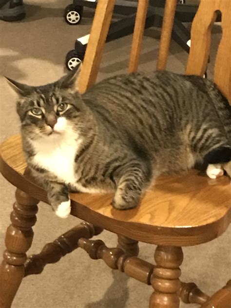 Chonky Boi Rchonkers