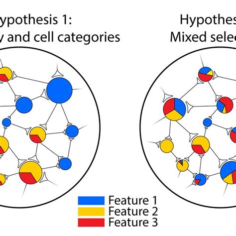 schematic representation of neural populations with dierent types of