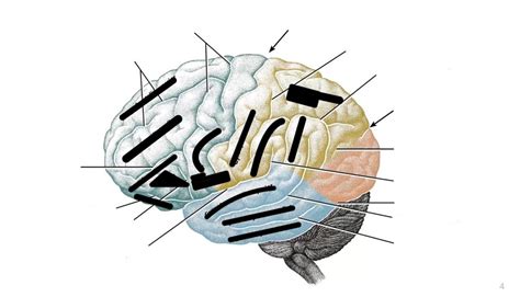Sulcus Ja Lobus 3 Diagram Quizlet