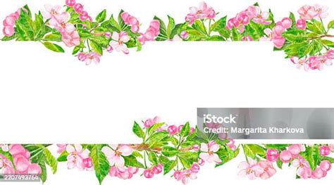수채화 핑크 봄 사과 꽃 새싹 및 잎 꽃 프레임 복사 공간이 흰색으로 분리된 직사각형 테두리입니다 사쿠라 체리 아몬드 배 복숭아 꽃 0명에 대한 스톡 벡터 아트 및 기타