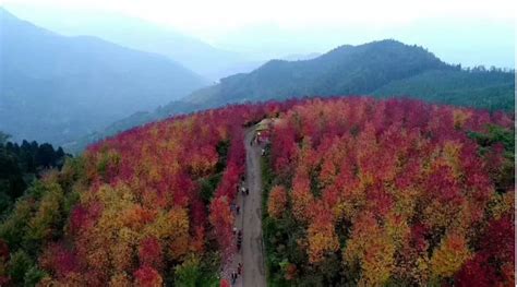 德阳红枫林 德阳红枫林景区 什邡红枫岭 大山谷图库