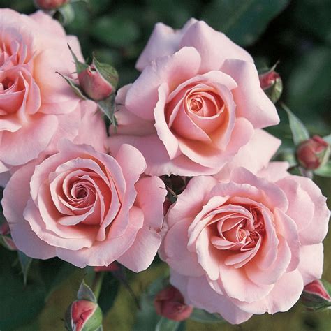 Beetrose, Bodendeckerrose - Rose 'Bonica 82' - rosa