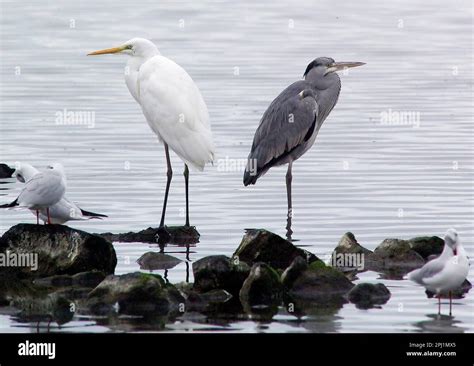 Great Egret Common Egret Great White Egret Ardea Alba Egretta