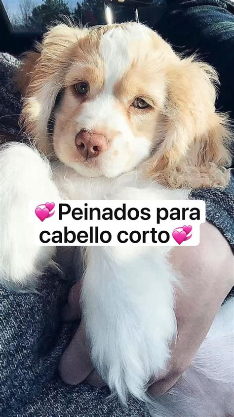 💞peinados Para Cabello Corto Y Largo 💞 Peinados Poco Cabello