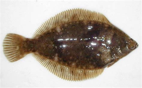 マコガレイ 20040313 Web魚図鑑
