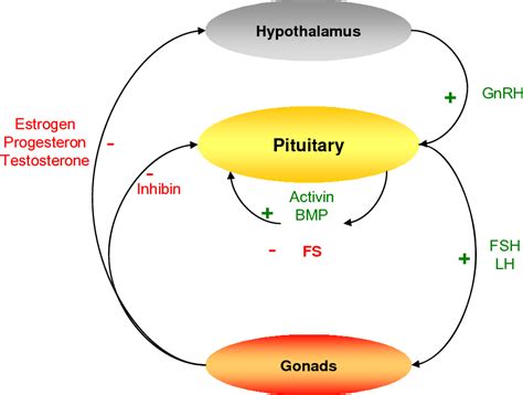 Figure 2 From Activin Induction Of Follicle Stimulating Hormone Is