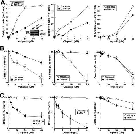 Effects Of Veliparib Olaparib And Iniparib On Paired Gm16666