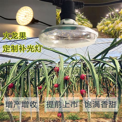 XS F120火龙果灯