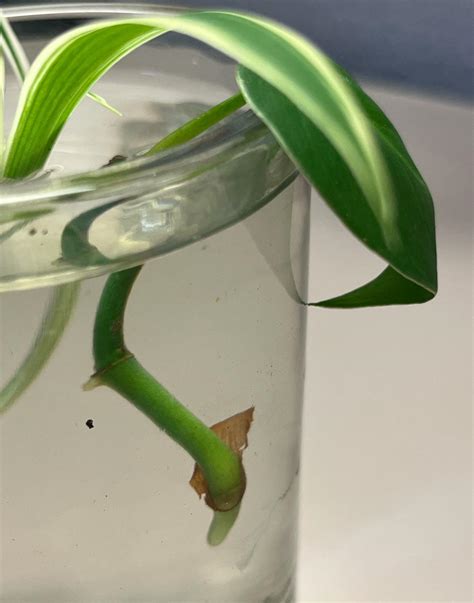 My First Pothos Propagation R Pothos