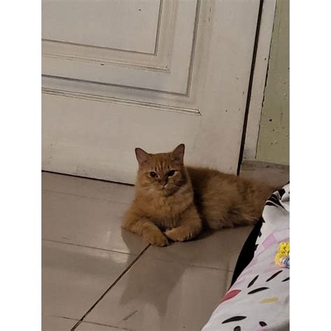 Jual KUCING PERSIA DEWASA Sold Shopee Indonesia