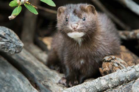 Trapping Mink Best Sets And Trap Selection