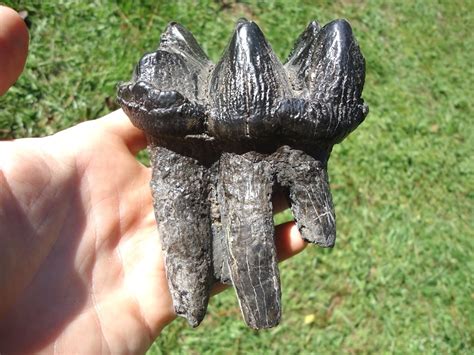 Nice Rooted Three Hump Mastodon Tooth Proboscidea Fossils