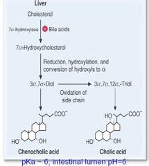 Cholesterol Absorption Synthesis Metabolism And Fate Flashcards Quizlet