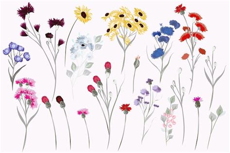 Coleção de flores silvestres de campo vetorial para design Vetor Premium