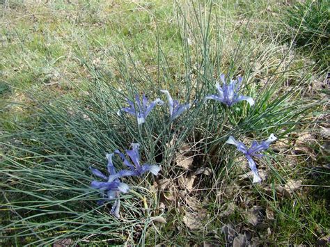 Iris tenuifolia - Изображение особи - Плантариум