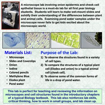 Diversity Of Cell Structure Cell Organelles Lab By Amy Brown Science