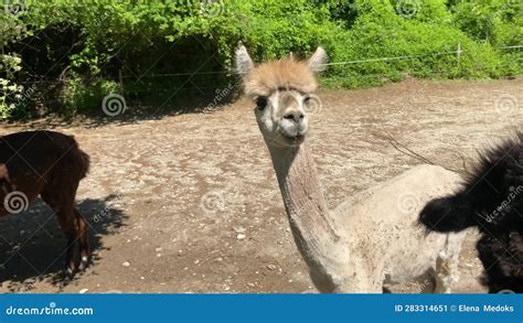 Sheared Llama Alpaca In An Open Park Or Farm Stands In A Paddock And