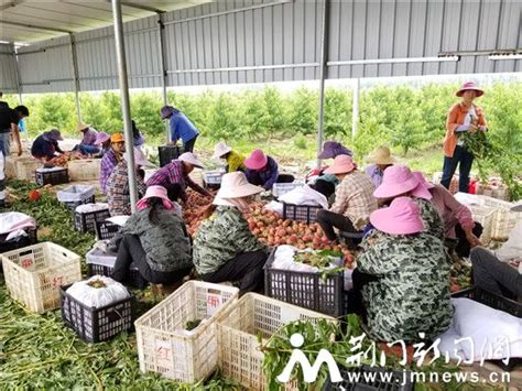 “不够卖”变“卖不掉” 屈家岭万亩鲜桃首次滞销 爱心助农不宜迟