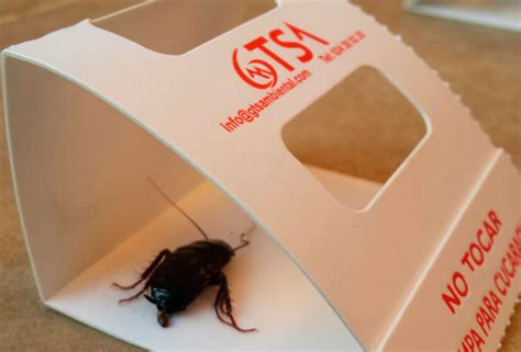 Control Y Eliminación De Plagas De Cucarachas En Zafra