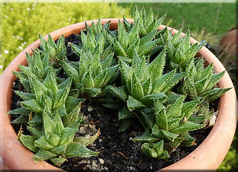 Quelle Plante Grasse Pour Lextérieur Housekeeping Magazine Idées