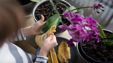 Plantas Los Trucos Para Hacerlas Florecer