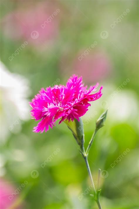 정원에 있는 패랭이 꽃 사진 배경 및 무료 다운로드를위한 그림 Pngtree