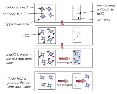 Monoclonal Antibodies Flashcards Quizlet