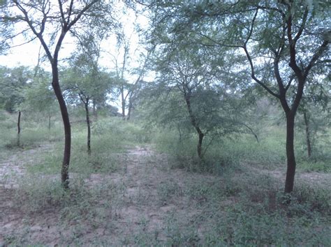 Parque Chaqueño Forestal Colaboración De La Dpf En El Establecimiento