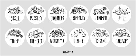 Vector Set Of Stickers For Spices Basil Parsley Coriander Rosemary