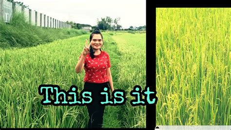 New Rice Farm Youtube