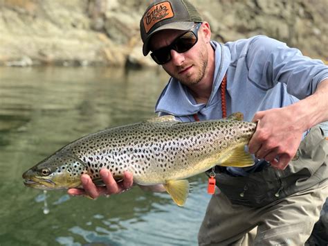 Brown Trout Porn Dave Brown Outfitters Fly Fishing And Wingshooting Adventures