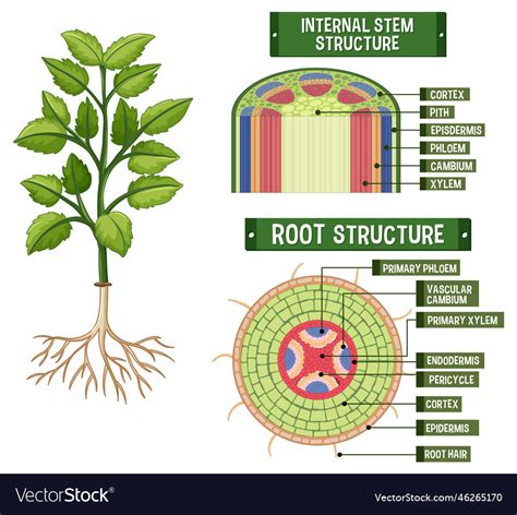 Internal Structure Of Plant Diagram Royalty Free Vector
