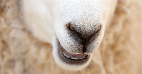 Sheep Teeth How They Grow And What They Tell You